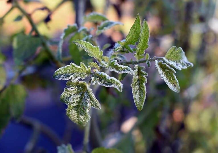 Can Tomato Plants Recover from Frost Damage?