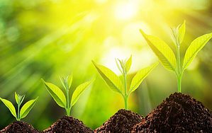 How Does Temperature Affects Plant Growth?