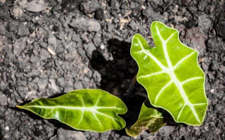 How Does Temperature Affects Plant Growth?