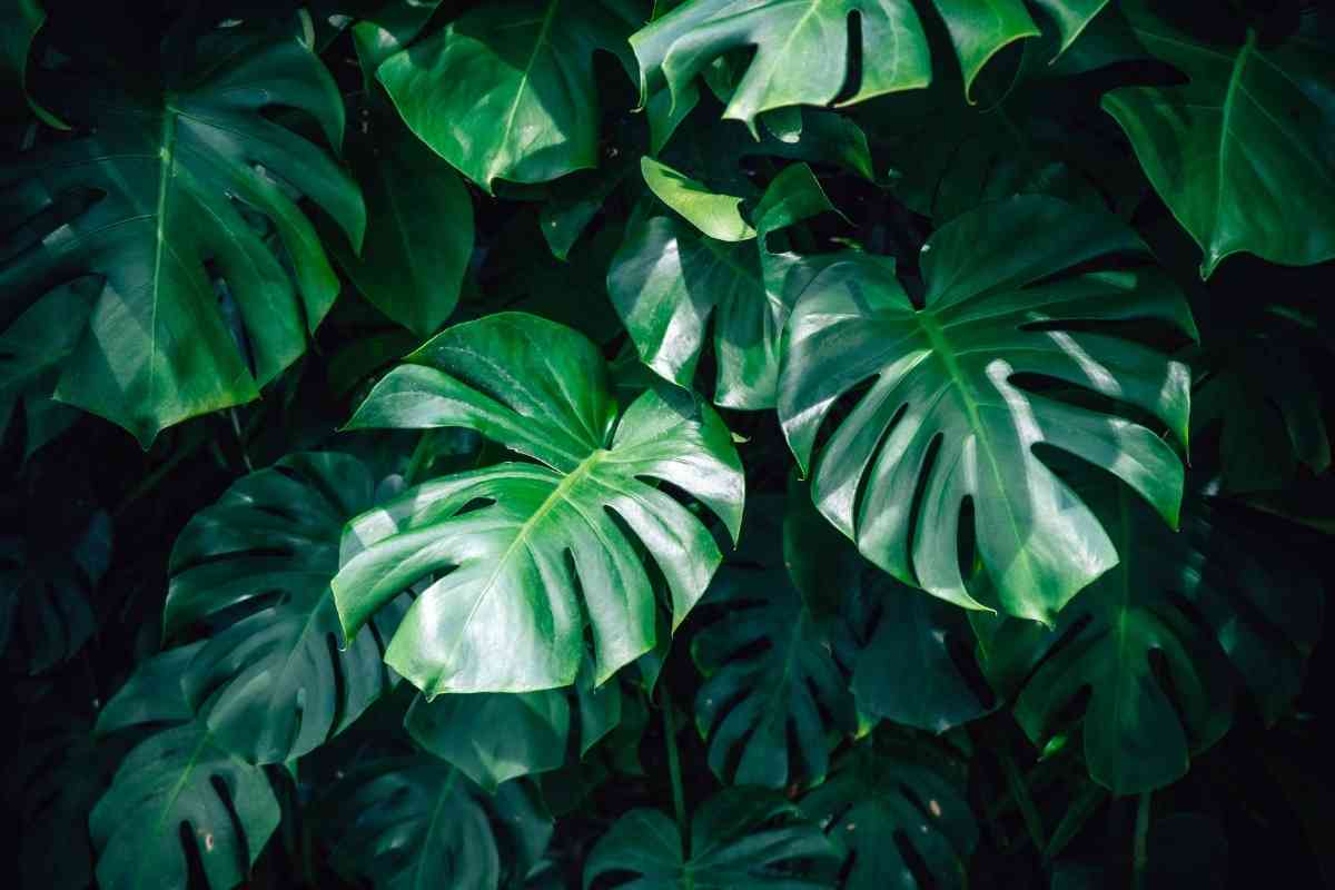Split Leaf Philodendron Care (Monstera Deliciosa)