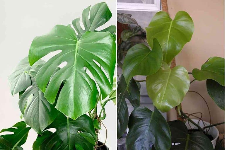 Monstera Deliciosa Vs Borsigiana (Key Differences)