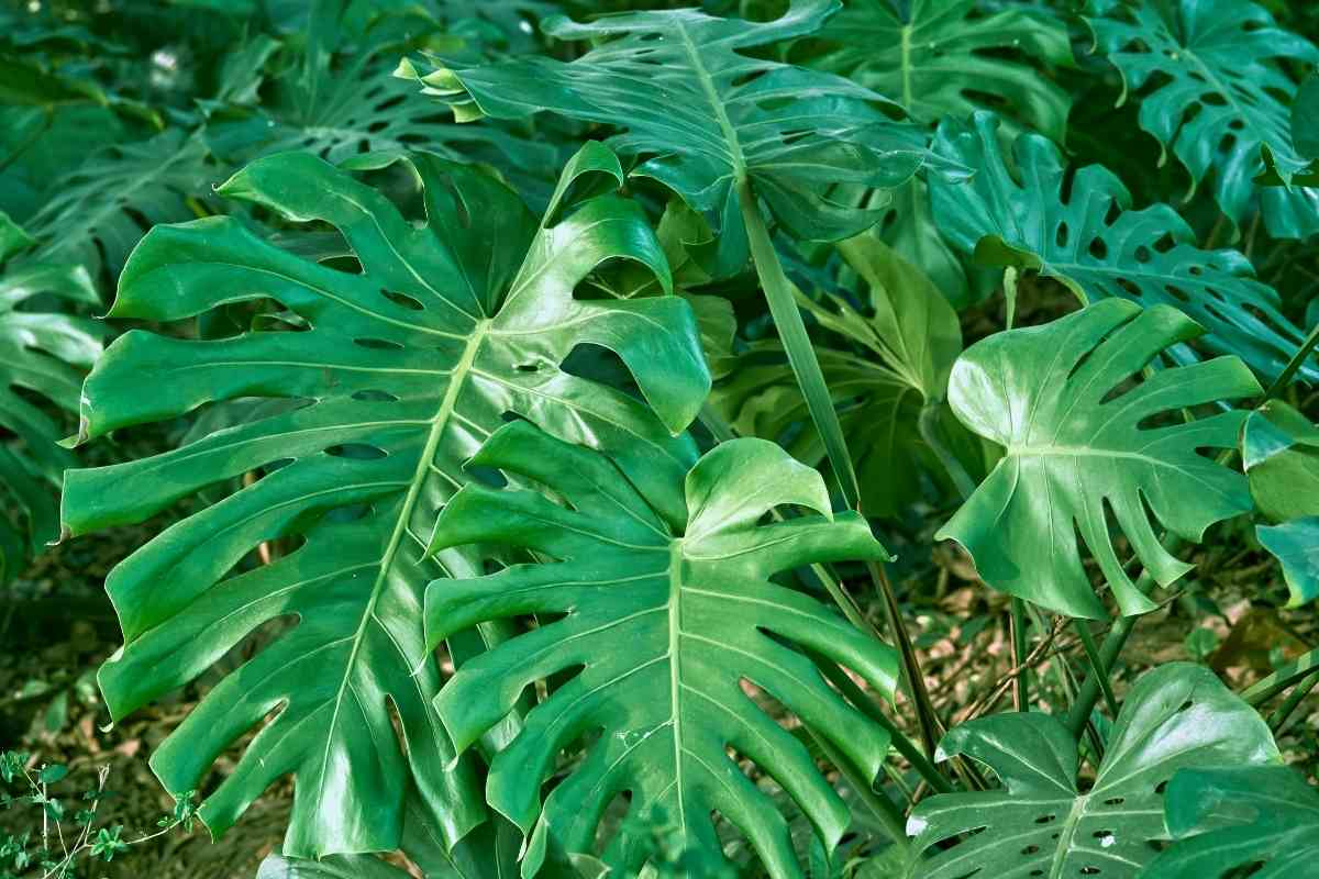 Split Leaf Philodendron Care (Monstera Deliciosa)