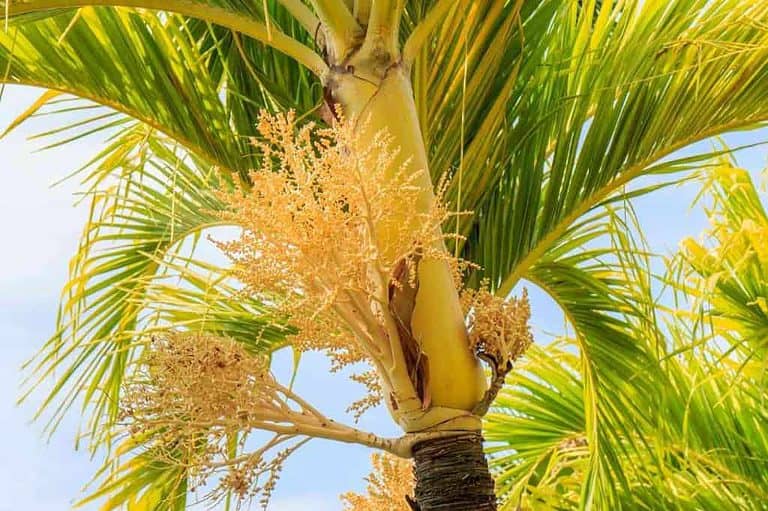 8 Best Small Palm Trees for Pots (With Photos)