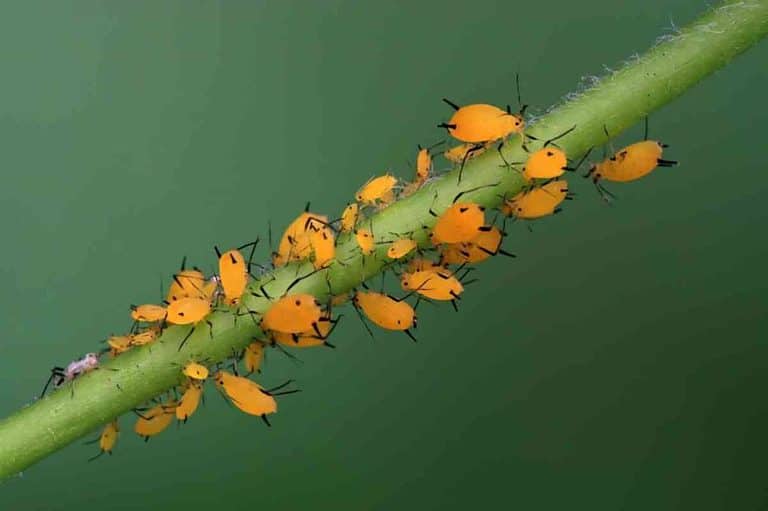 Top 7 Sunshine Ligustrum Problems (+ Practical Fixes)
