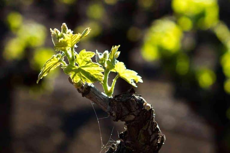 8 Different Grape Vine Growing Stages