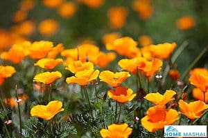 13 Best Eucalyptus Companion Plants