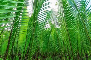 8 Best Small Palm Trees for Pots (With Photos)