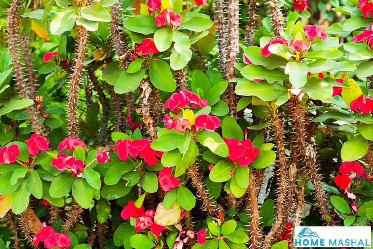 9 Different Plants With Thorns On Leaves (With Photos)