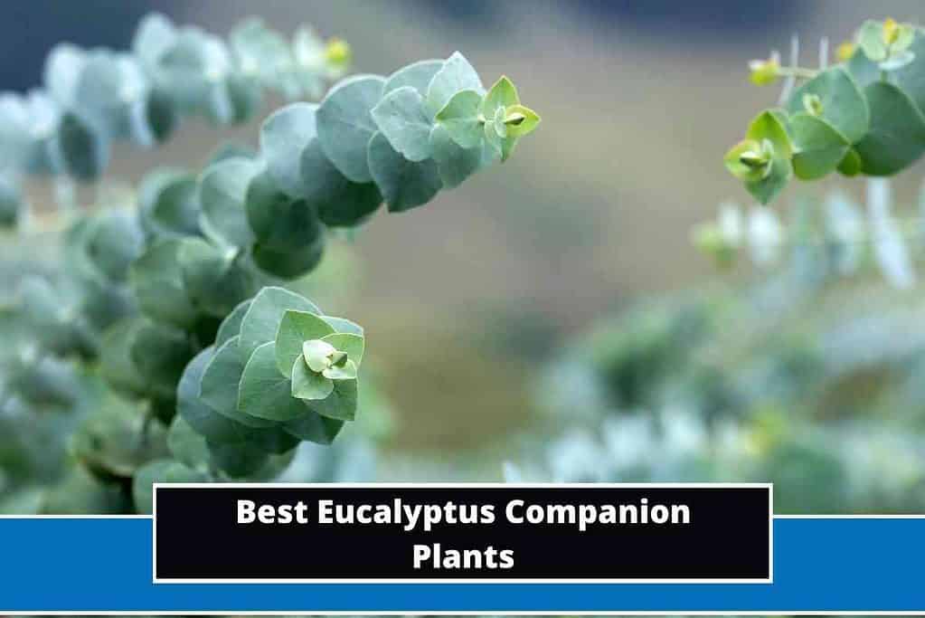 13 Best Eucalyptus Companion Plants