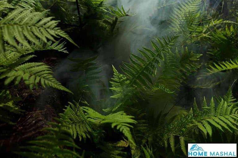 5 Types of Plants With Spores (With Photos)