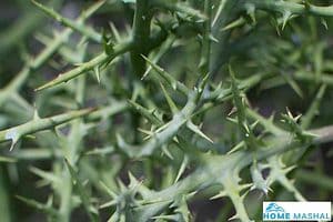 9 Different Plants With Thorns On Leaves (With Photos)