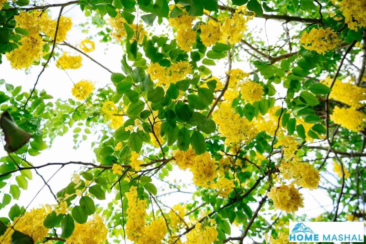 9 Stunning Plants With Yellow and Green Leaves