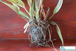 6 Different Orchid Growing Stages