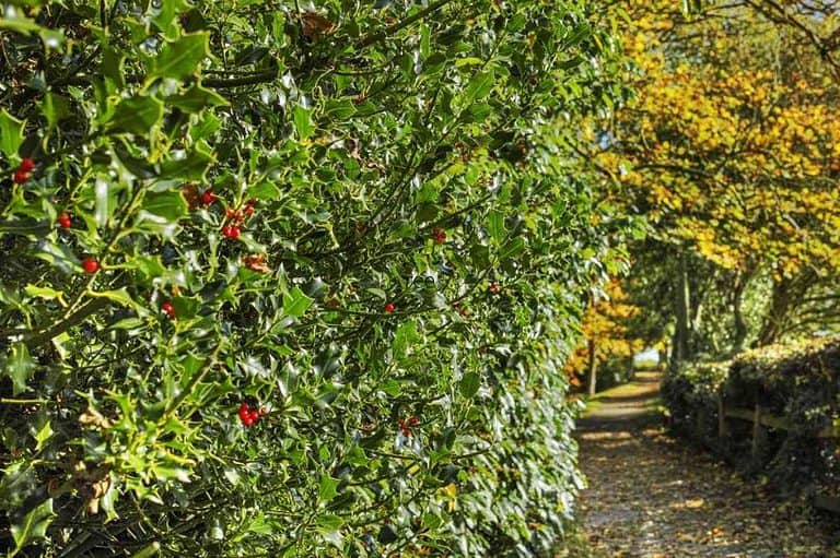 Top 15 Trees That Don t Lose Their Leaves top-15-trees-that-don-t-lose-their-leaves