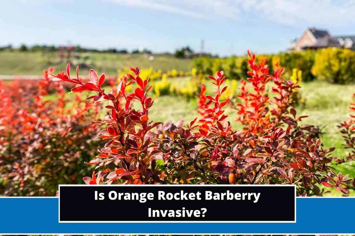 Is Orange Rocket Barberry Invasive? (Explained)