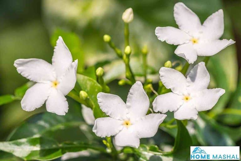 13 Best Eucalyptus Companion Plants