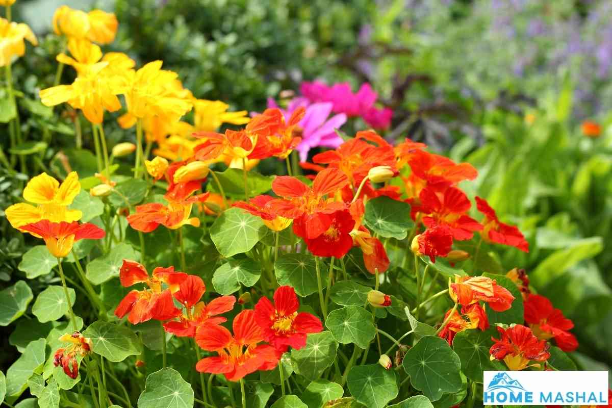 13 Best Eucalyptus Companion Plants