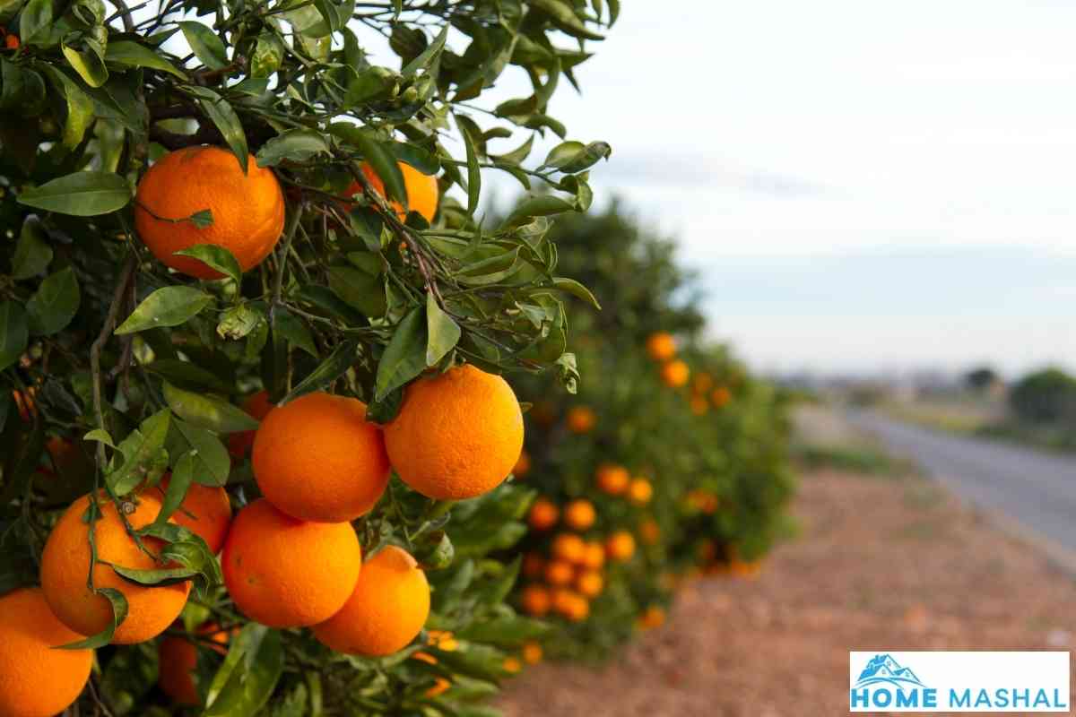 9 Pool Friendly Plants and Trees (With Photos)