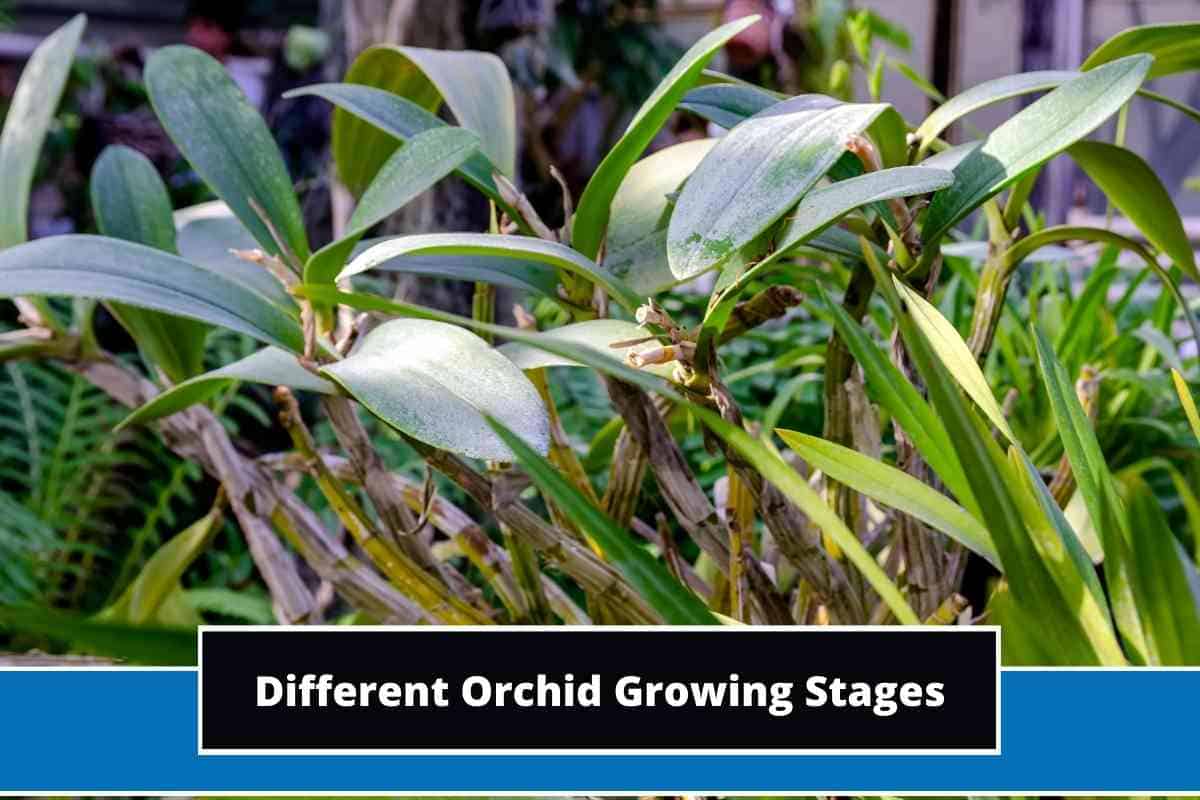 6 Different Orchid Growing Stages