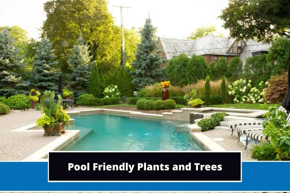 9 Pool Friendly Plants and Trees (With Photos)
