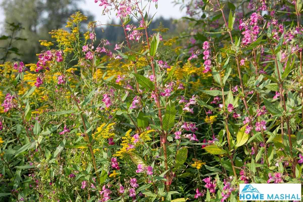 Is Orange Rocket Barberry Invasive? (Explained)