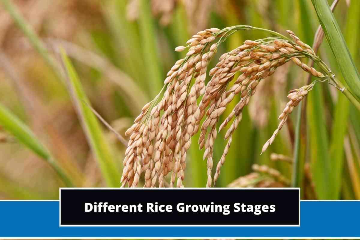 11 Different Rice Growing Stages