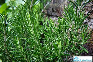 13 Best Eucalyptus Companion Plants