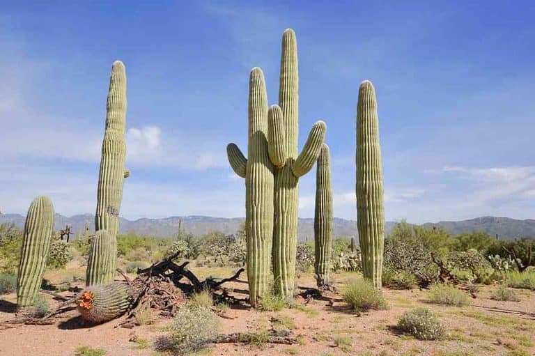 Top 9 Slowest Growing Plants (With Photos)