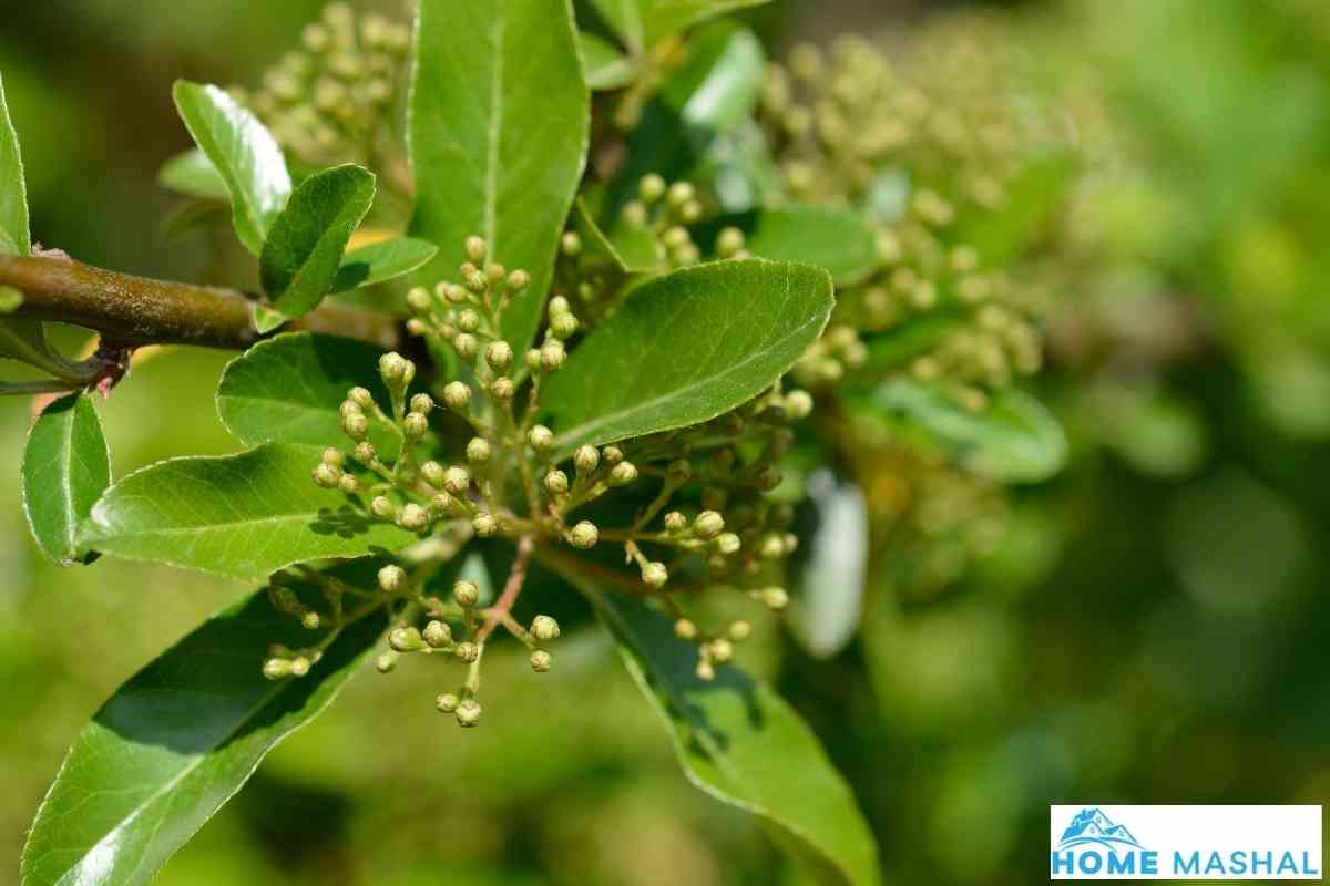 Top 7 Fast Growing Shrubs With Thorns
