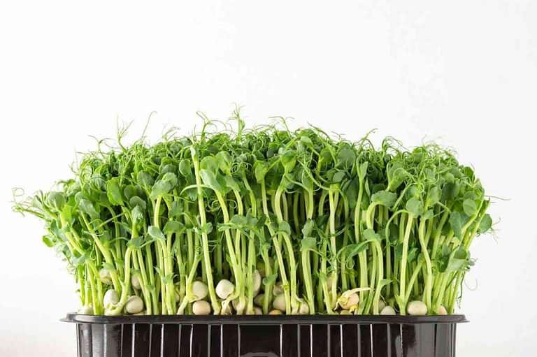 8 Different Peas Growing Stages (Explained)