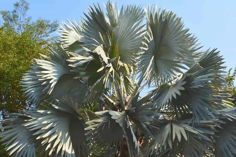 8 Best Small Palm Trees for Pots (With Photos)