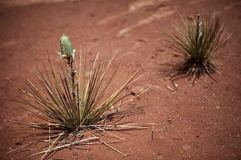 15 Different Types of Yucca Trees