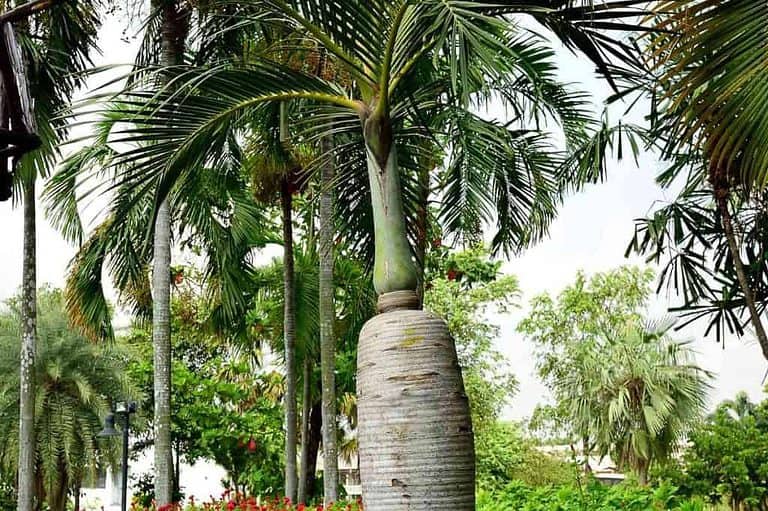 Top 9 Palm Trees That Stay Small (With Photos)