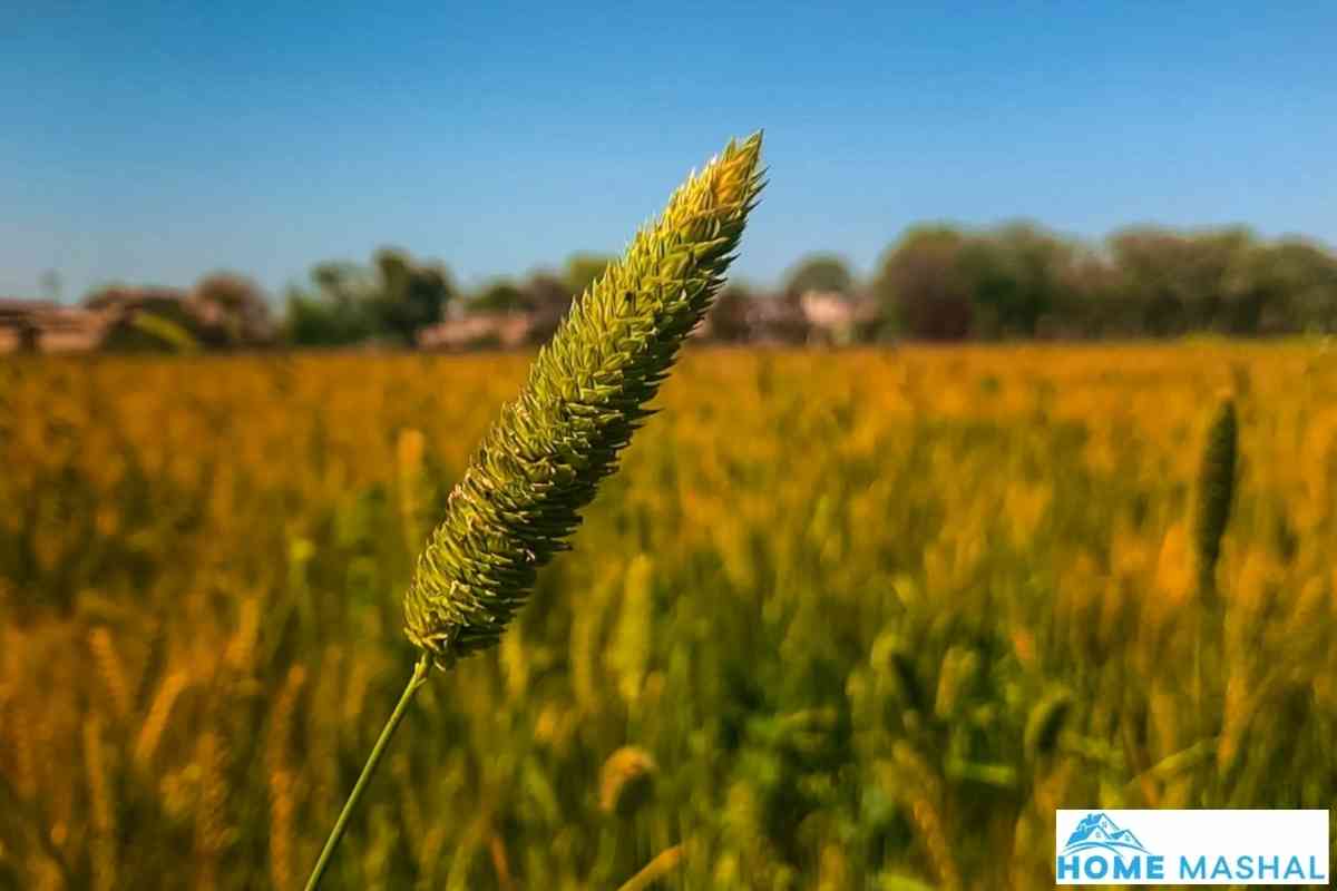 3 Different Wheat Growing Stages