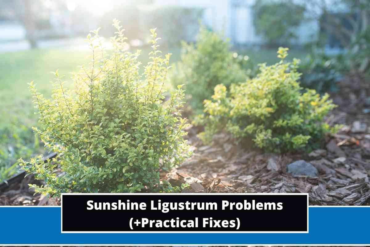 Top 7 Sunshine Ligustrum Problems (+ Practical Fixes)