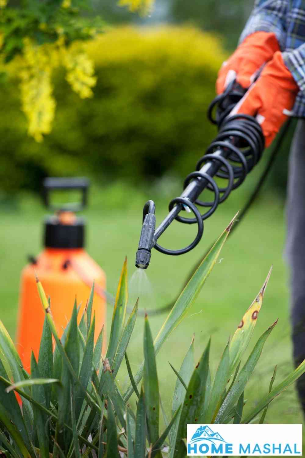 5 Common Indoor Yucca Plant Problems & Solutions