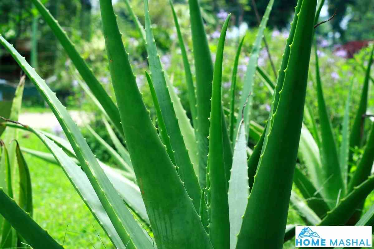 Best Queen Palm Companion Plants