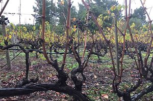 8 Different Grape Vine Growing Stages