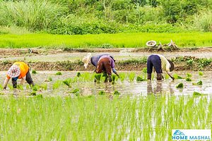 11 Different Rice Growing Stages