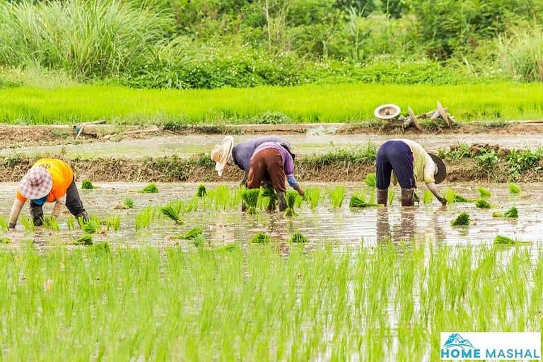 11 Different Rice Growing Stages