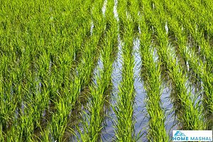 11 Different Rice Growing Stages