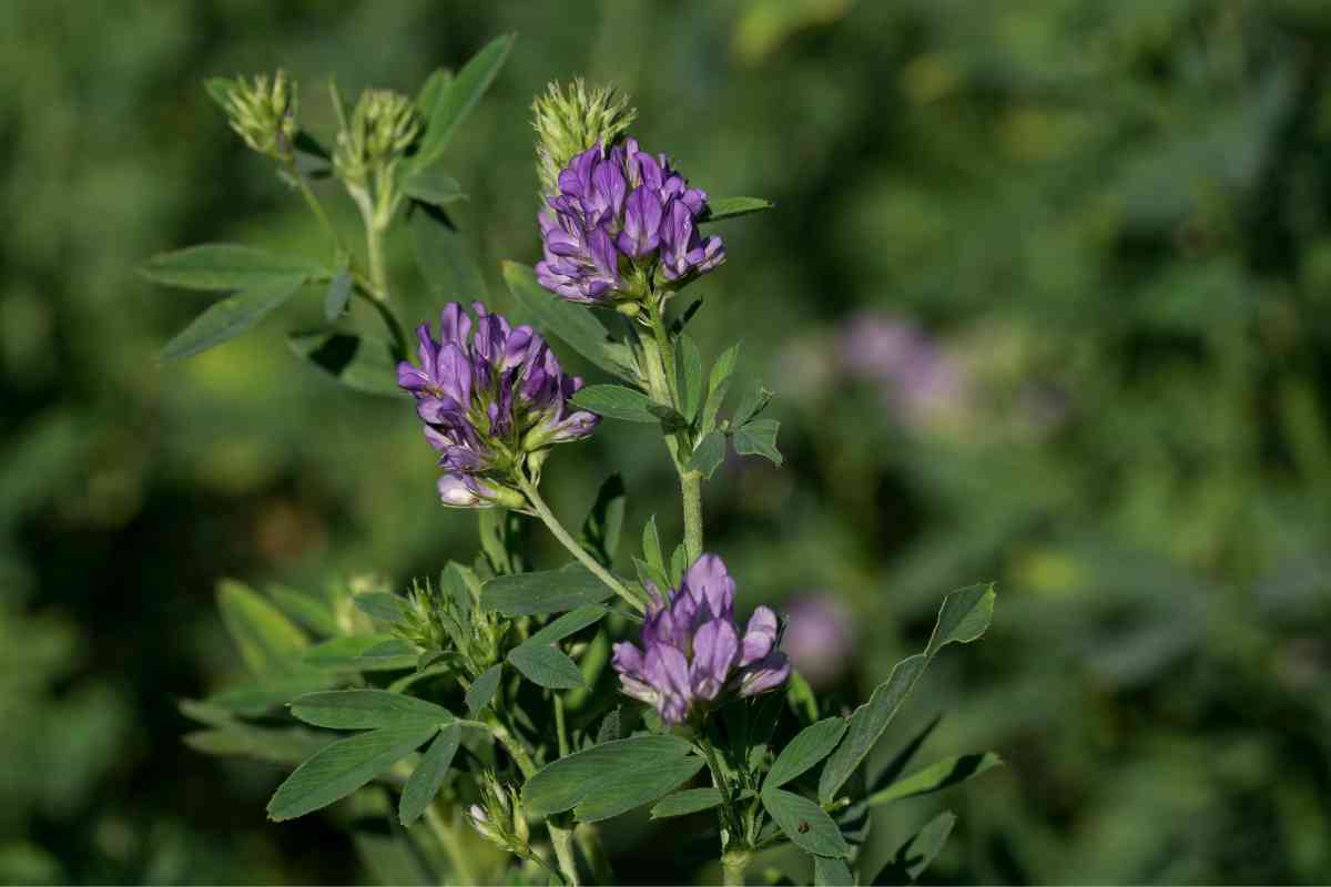Top 13 Purple Wildflowers in Michigan (With Photos)