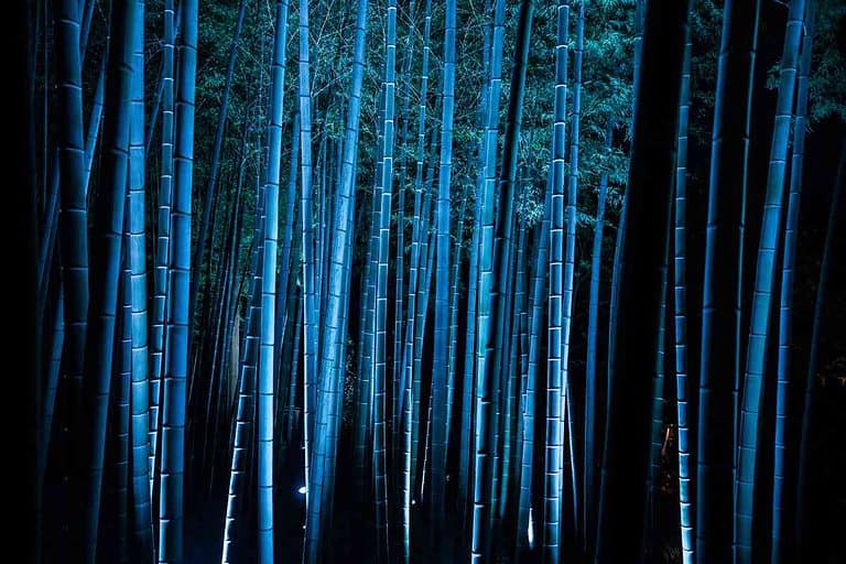 11 Different Types of Japanese Bamboo (With Photos)