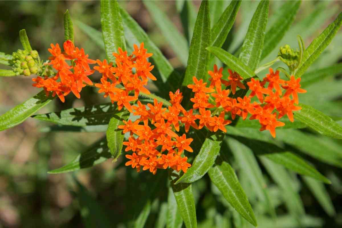 Top 9 Orange Wildflowers In California (With Photos)