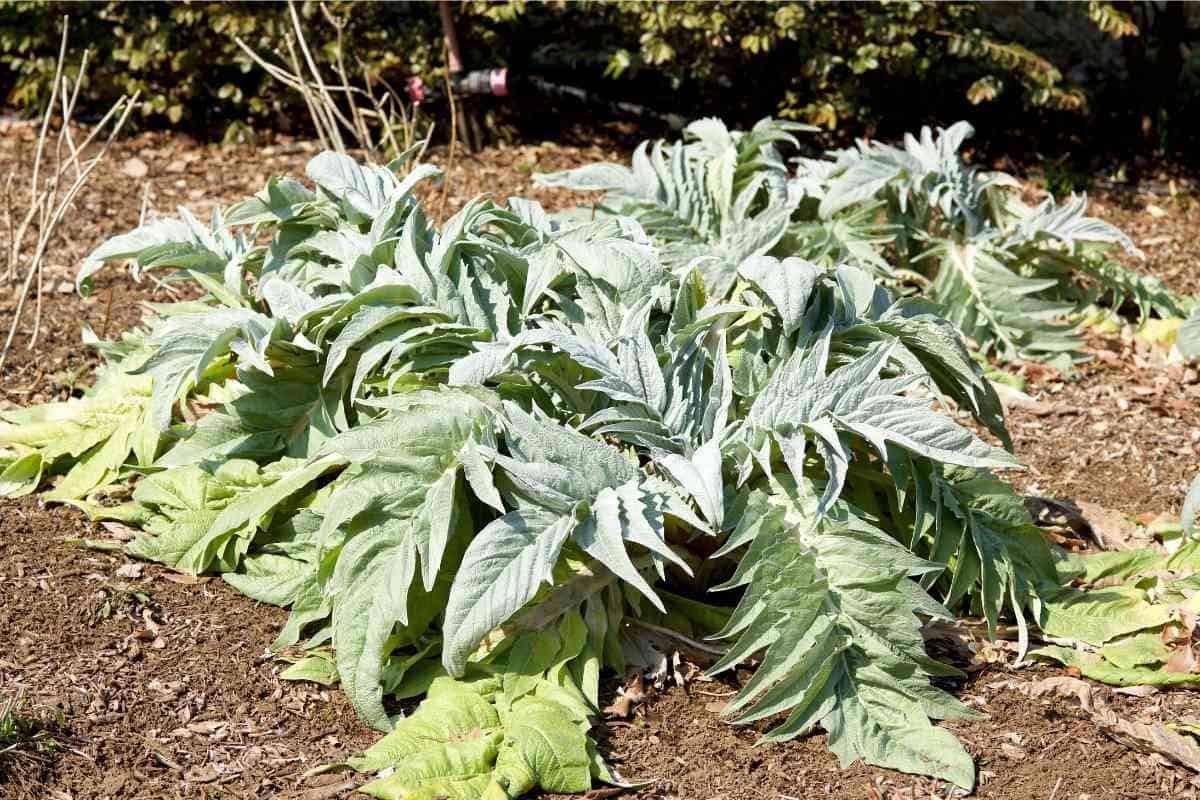 Top 19 Outdoor Plants With Large Leaves (With Photos)