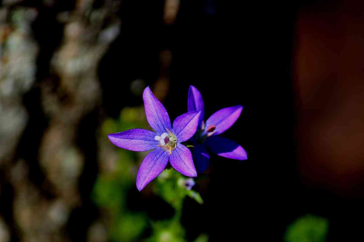 Top 13 Purple Wildflowers in Michigan (With Photos)