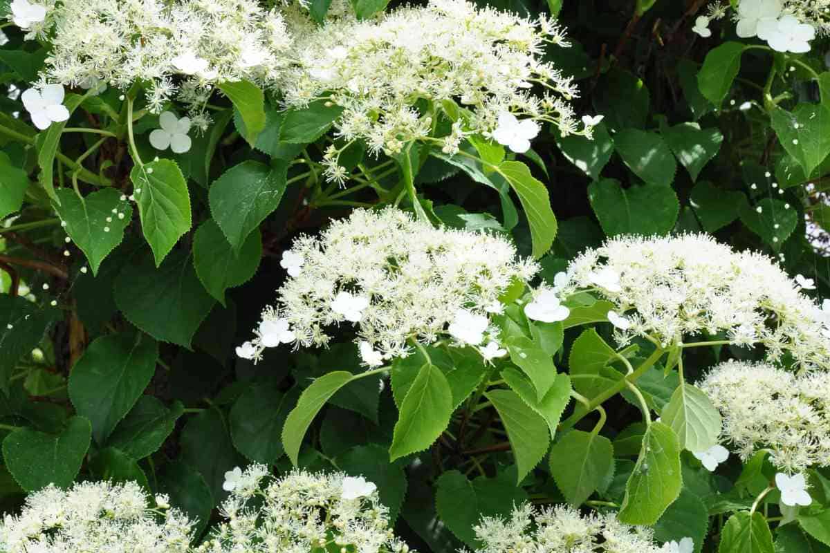 17 Fast Growing Climbing Plants For Fences (With Photos)
