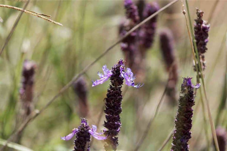 Top 9 Plants That Keep Stray Cats Away (With Photos)