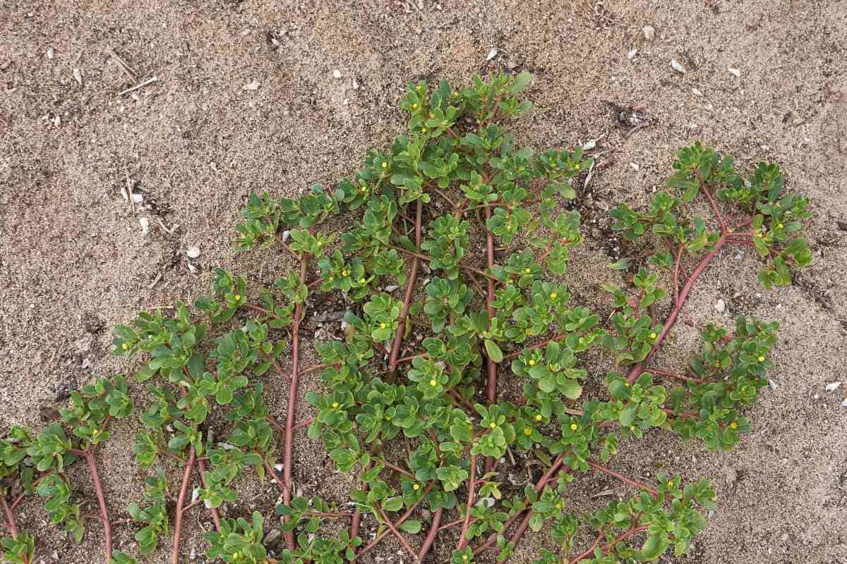10 Plants With Red Stems and Green Leaves (With Photos)