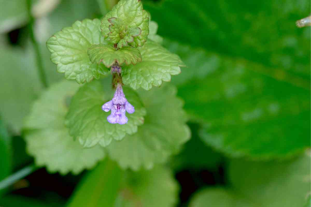 Top 13 Purple Wildflowers in Michigan (With Photos)